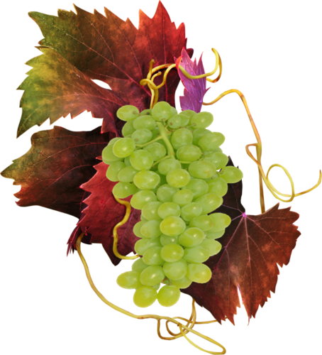 tubes pour les vendanges