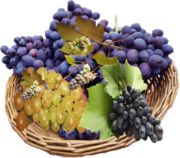 tubes pour les vendanges