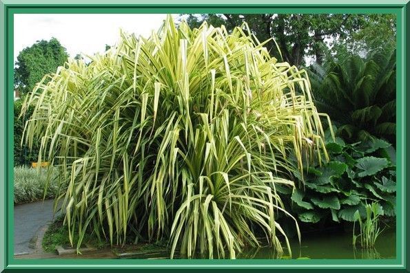 PPS JARDIN MAGNIFIQUE